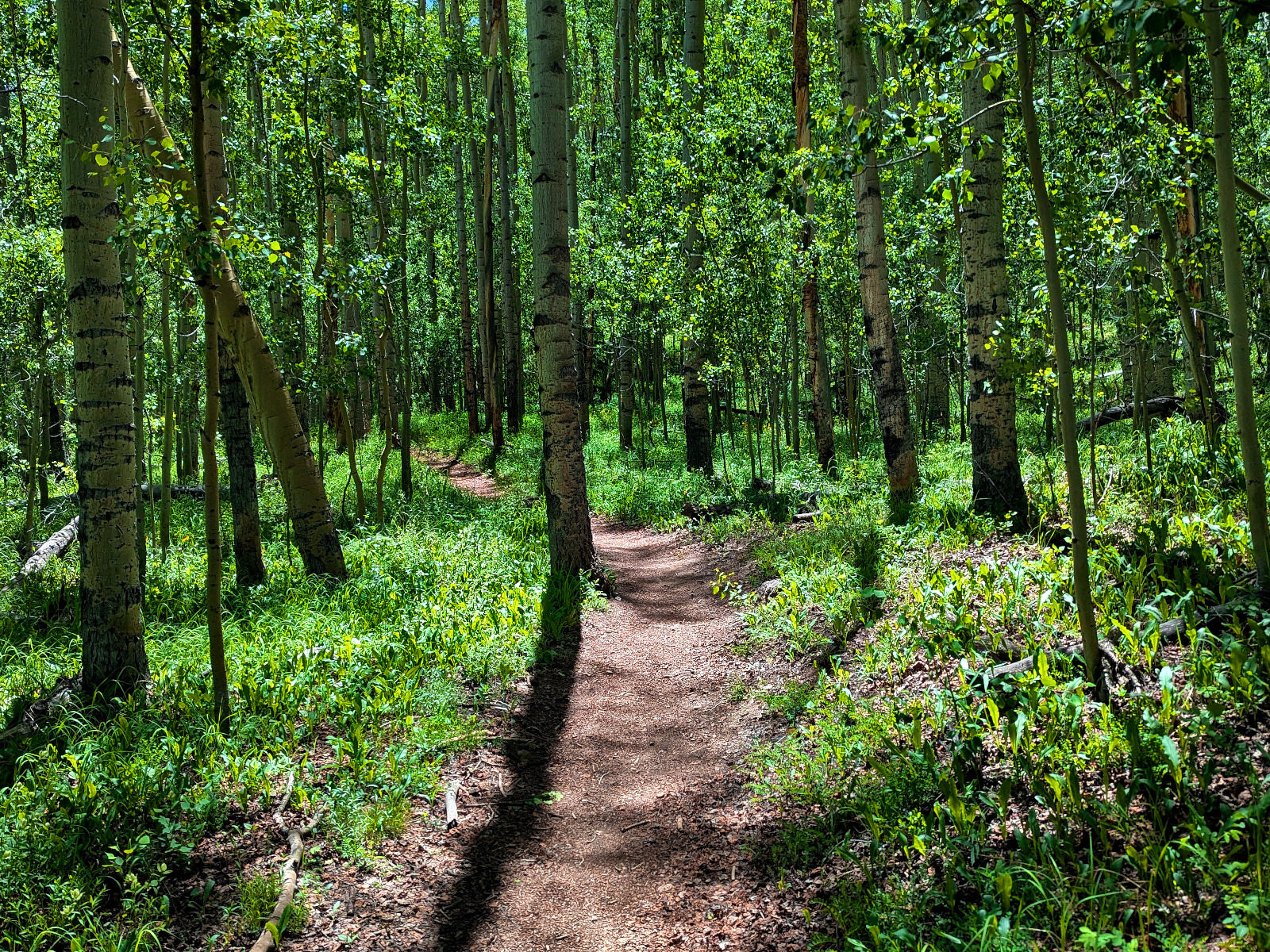 The Colorado Trail