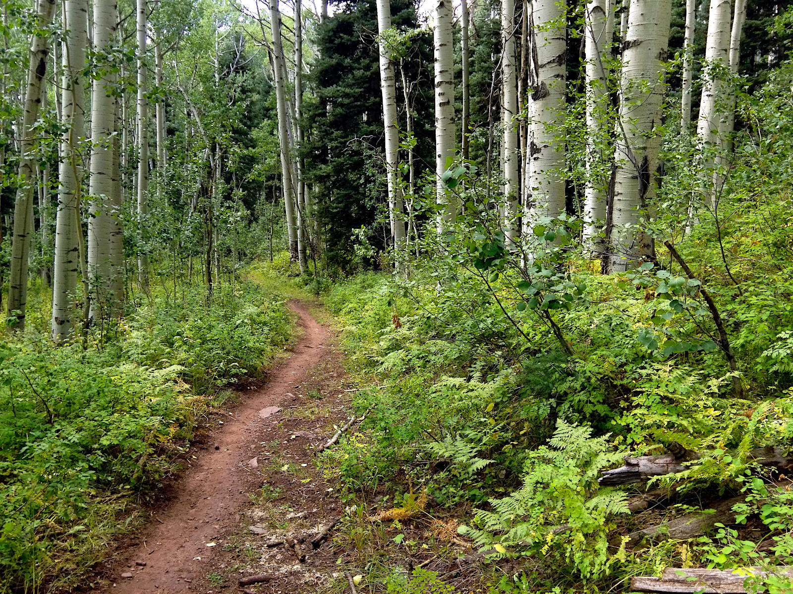 The Colorado Trail
